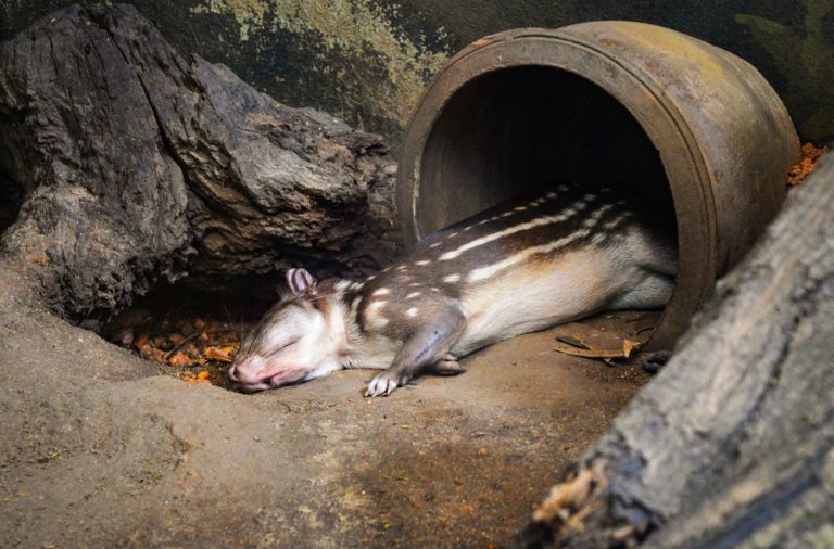 14 Fun Facts About Belize's Geography, Animals And Culture