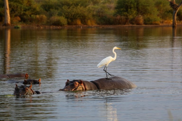 13 Fun Facts About Gabon For Real Adventure Seekers (2023)