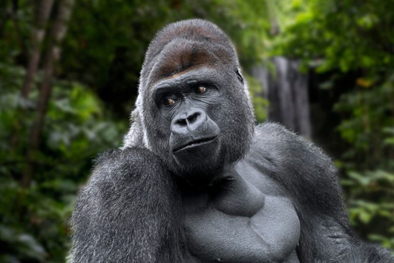 13 Fun Facts About Gabon For Real Adventure Seekers (2023)
