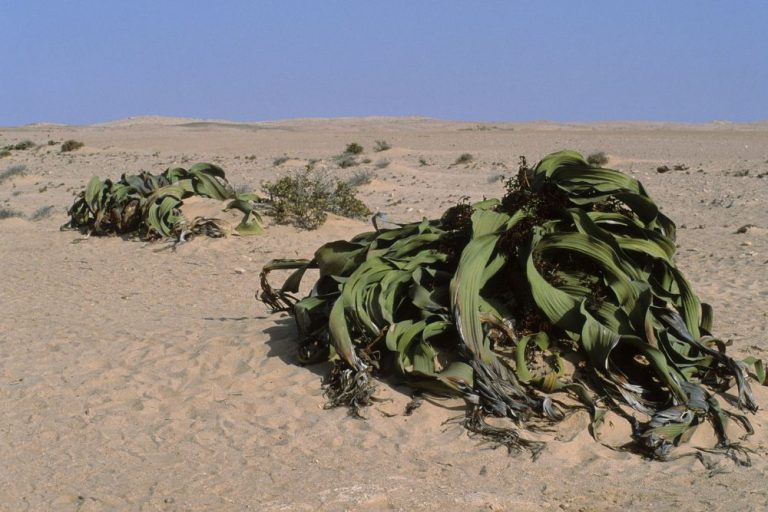 11 Fun Facts About Namibia's Animals, Geography And Culture