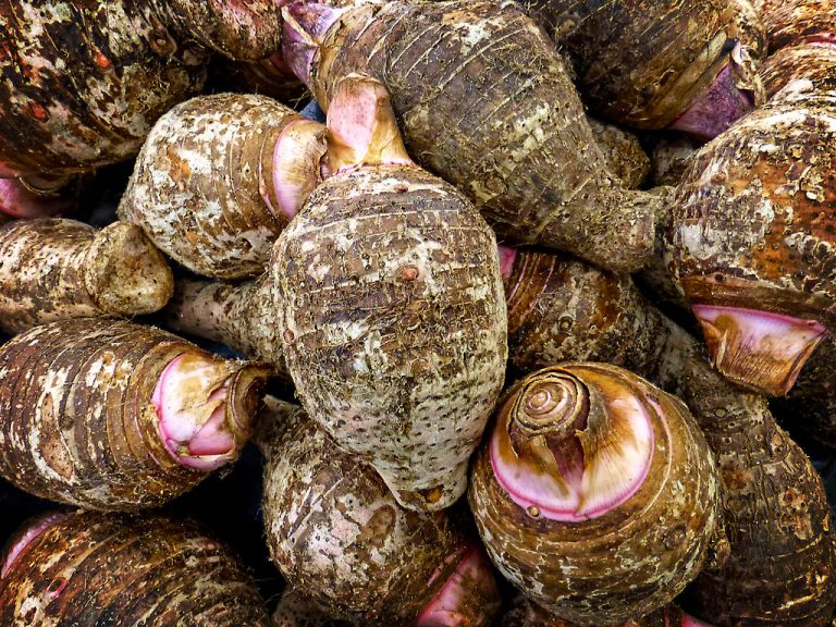 12 Fun Facts About Samoa | Mycountryfacts