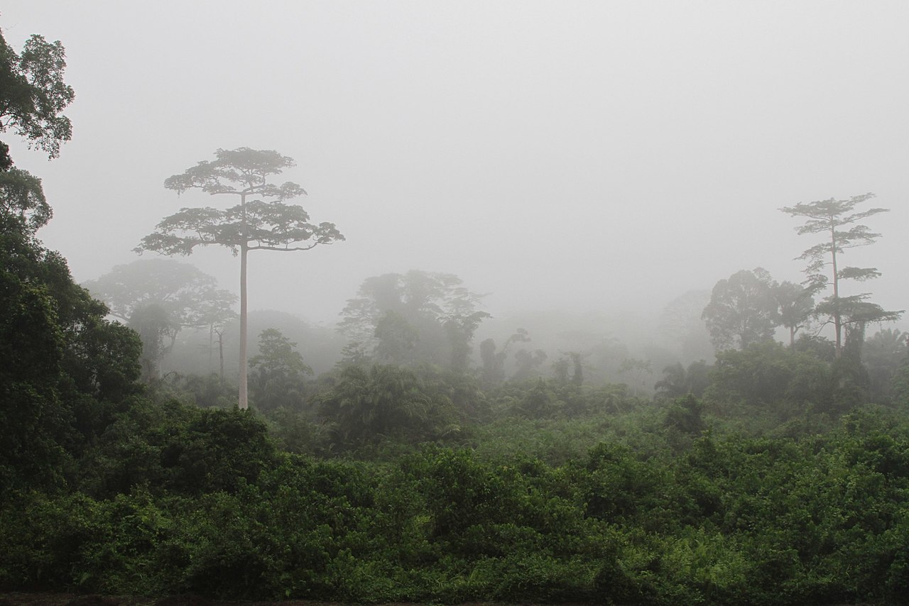 13 Fun Facts About Côte D'Ivoire You Never Heard Before
