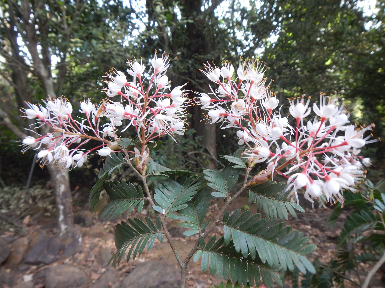 13 Fun And Little-Known Facts About Guinea | Mycountryfacts