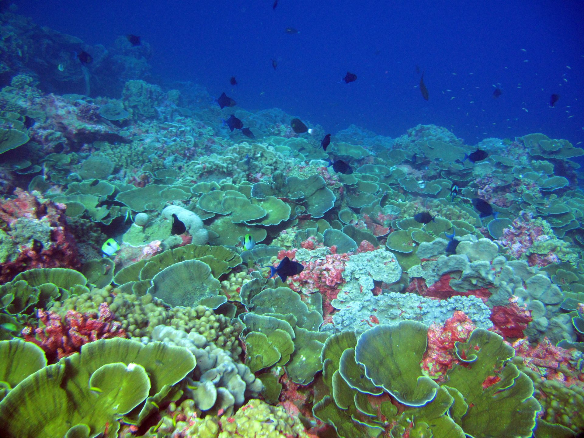 Explore The Charm Of Kiribati: 9 Little-Known Facts